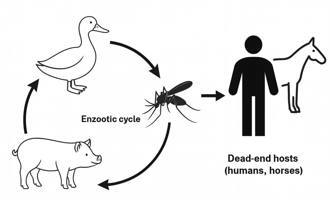 Japanese Encephalitis: Vaccination Strategies and Recommendations ...