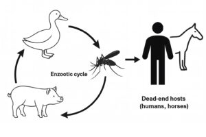 Japanese Encephalitis: Vaccination Strategies and Recommendations ...